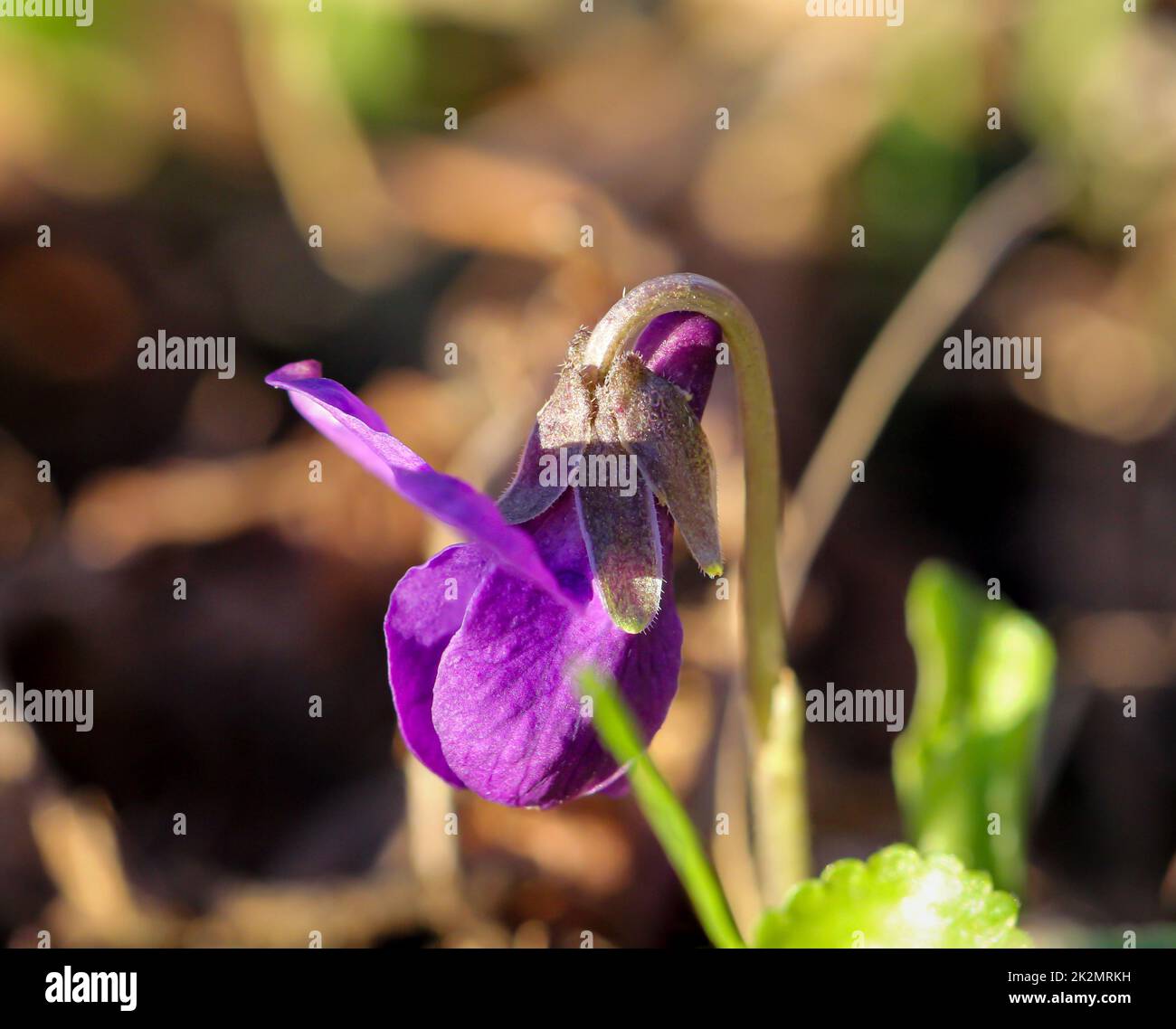 A close-up of a small file Stock Photo - Alamy