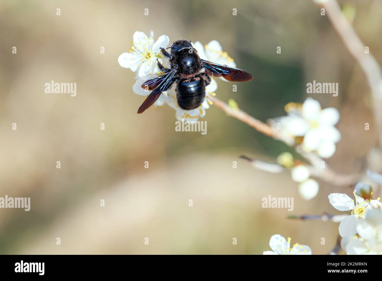 A portrait of a blue-black wood bee (Xylocopa violacea), a so-called ...