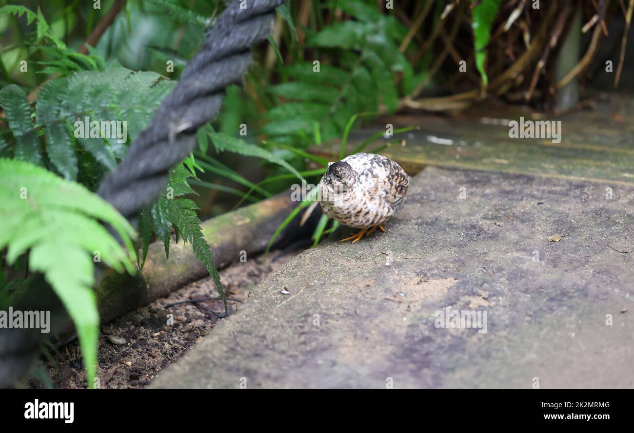 Masquatch hi-res stock photography and images - Alamy