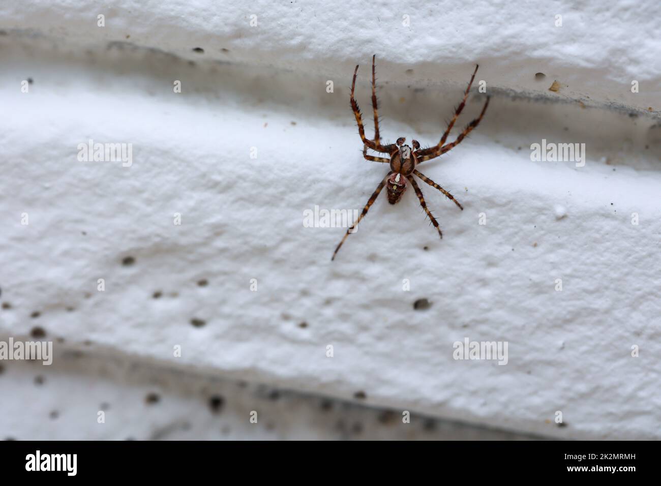 Spider on the wall hi-res stock photography and images - Alamy