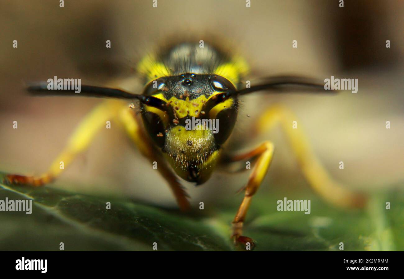 Close up of a yellow jacket wasp hi-res stock photography and images ...