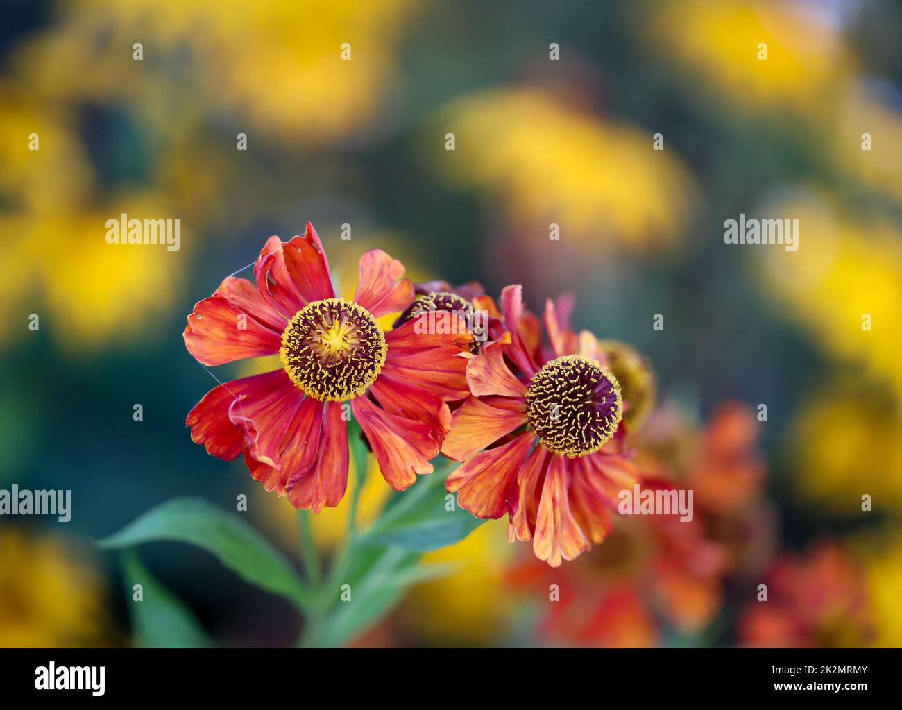 The common sunflower, Helenium autumnale, a beautiful flower Stock ...