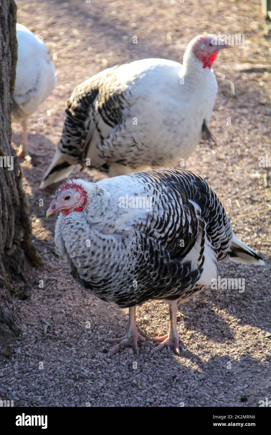 Turkey farm hi-res stock photography and images - Alamy