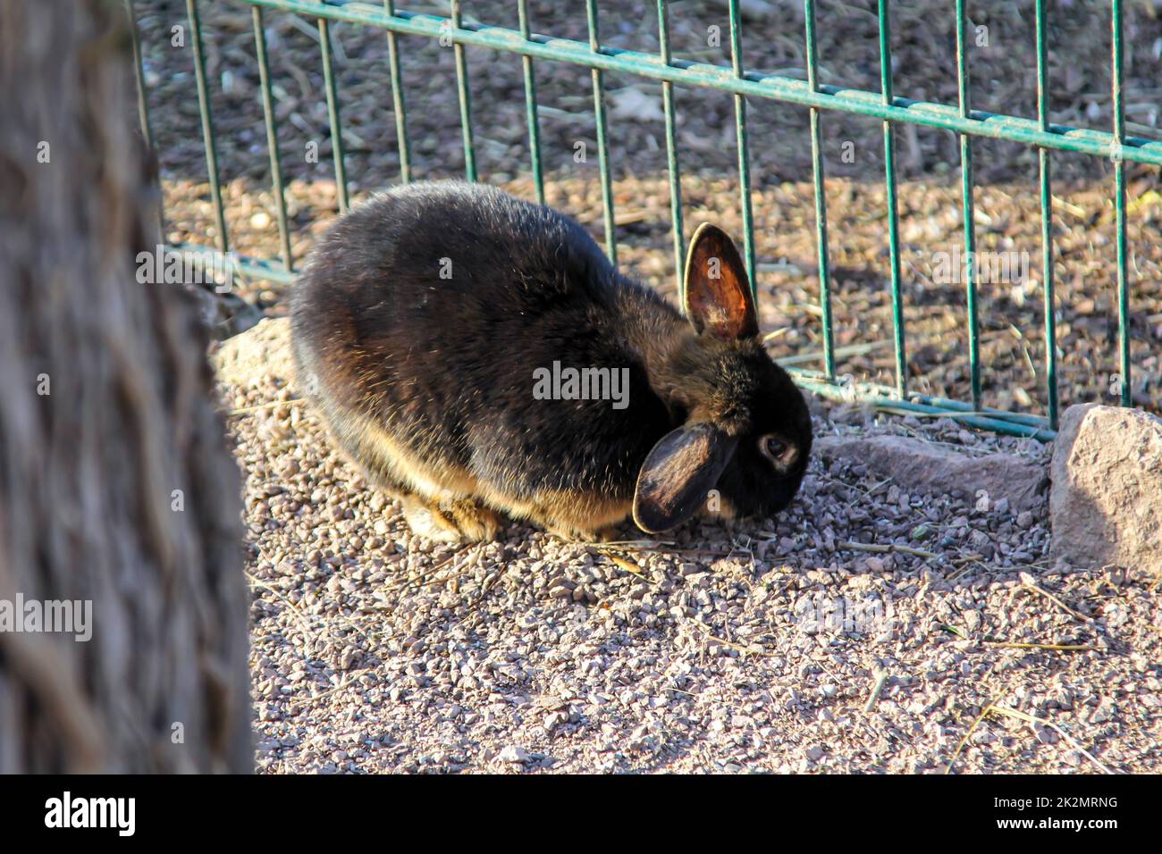 A pygmy rabbit hops around freely in a yard Stock Photo - Alamy