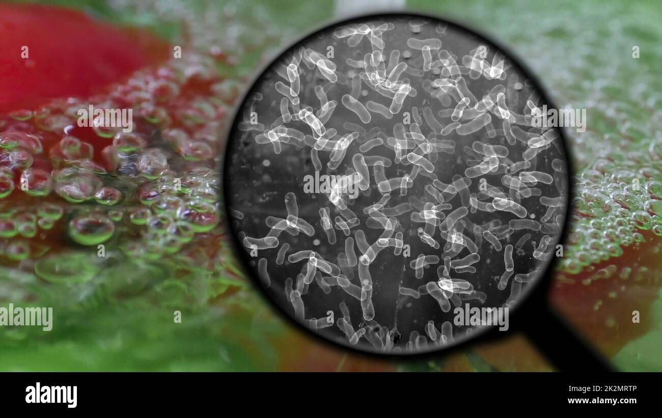 Bacterial in water hi-res stock photography and images - Alamy