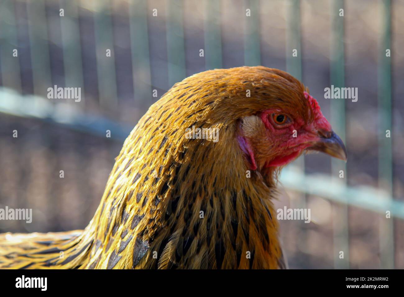 Portrait of a chicken, rooster on the farm Stock Photo - Alamy