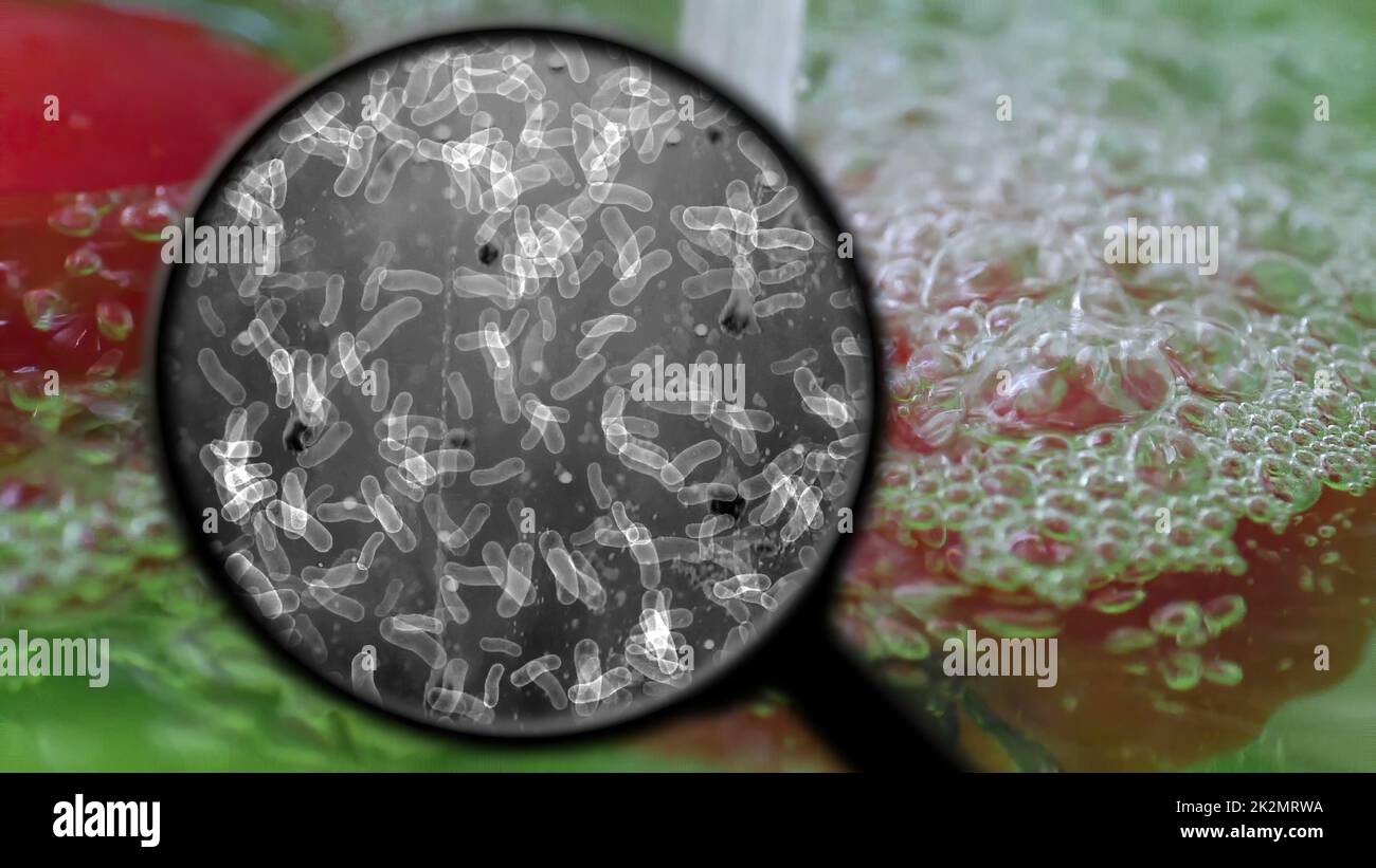 Bacterial in water hi-res stock photography and images - Alamy