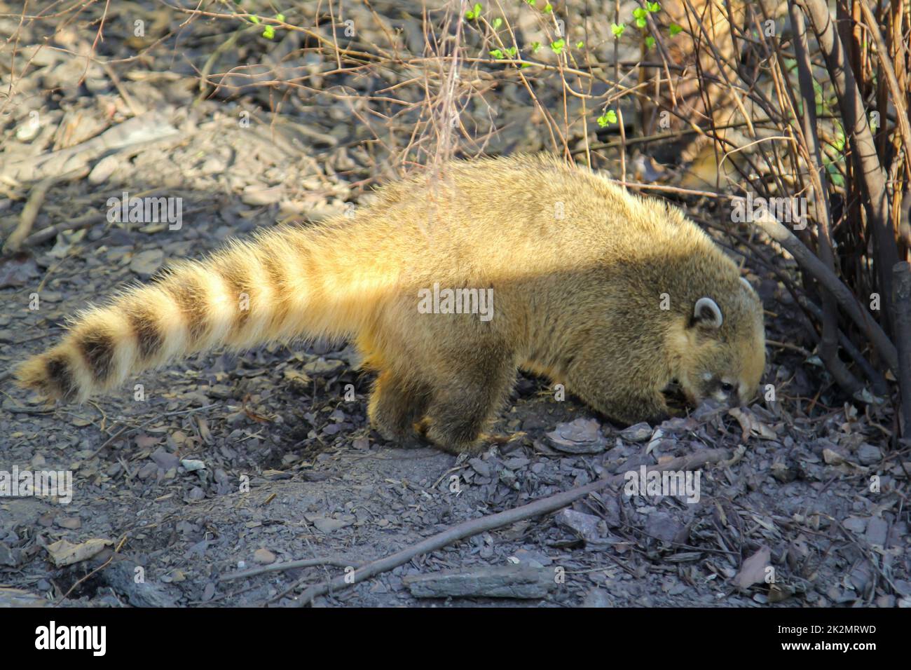 Portrait of a coati in its enclosure Stock Photo - Alamy