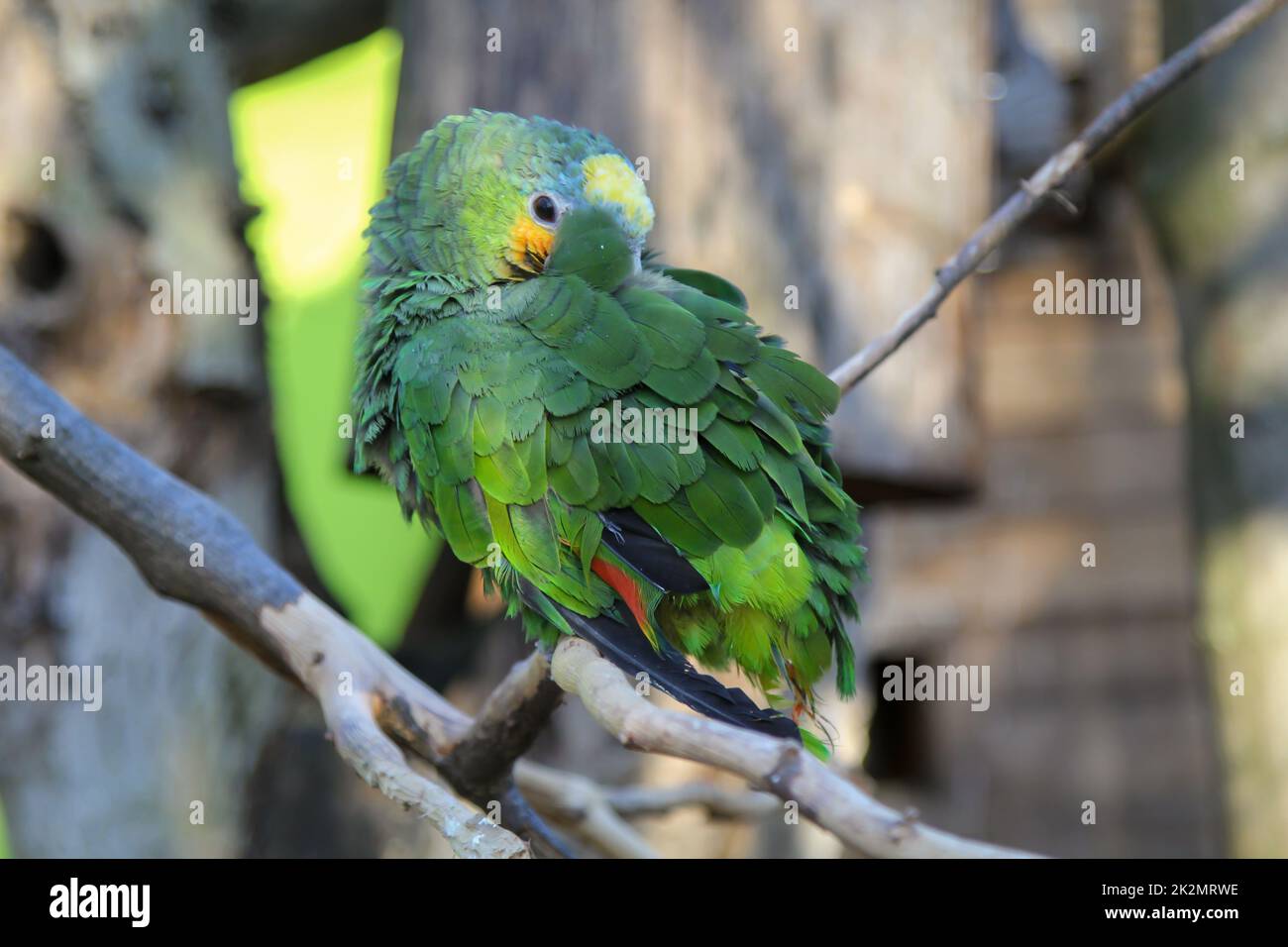 Parrot in an aviary. Parrot birds with beautiful plumage Stock Photo ...