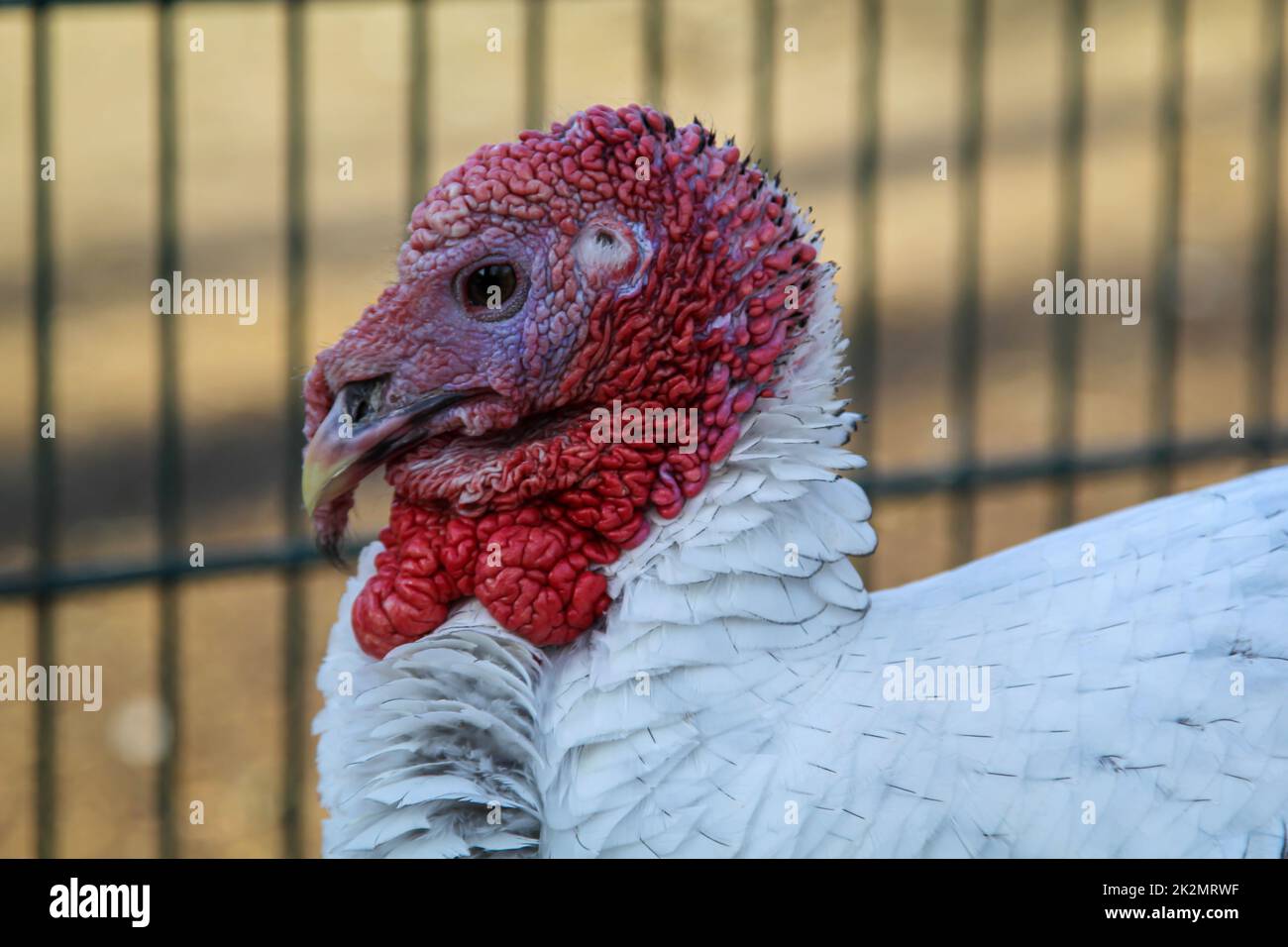 Portrait, close up of a turkey on the farm Stock Photo - Alamy
