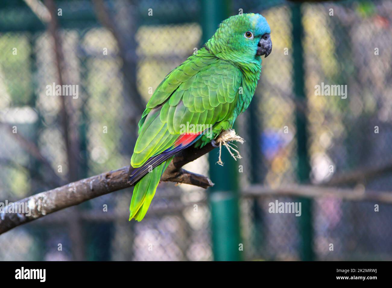 Parrot in an aviary. Parrot birds with beautiful plumage Stock Photo ...