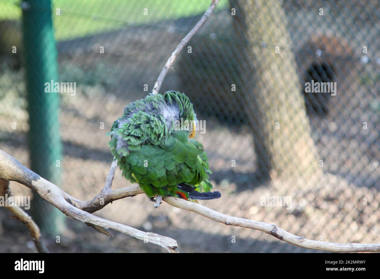 Parrot in an aviary. Parrot birds with beautiful plumage Stock Photo ...
