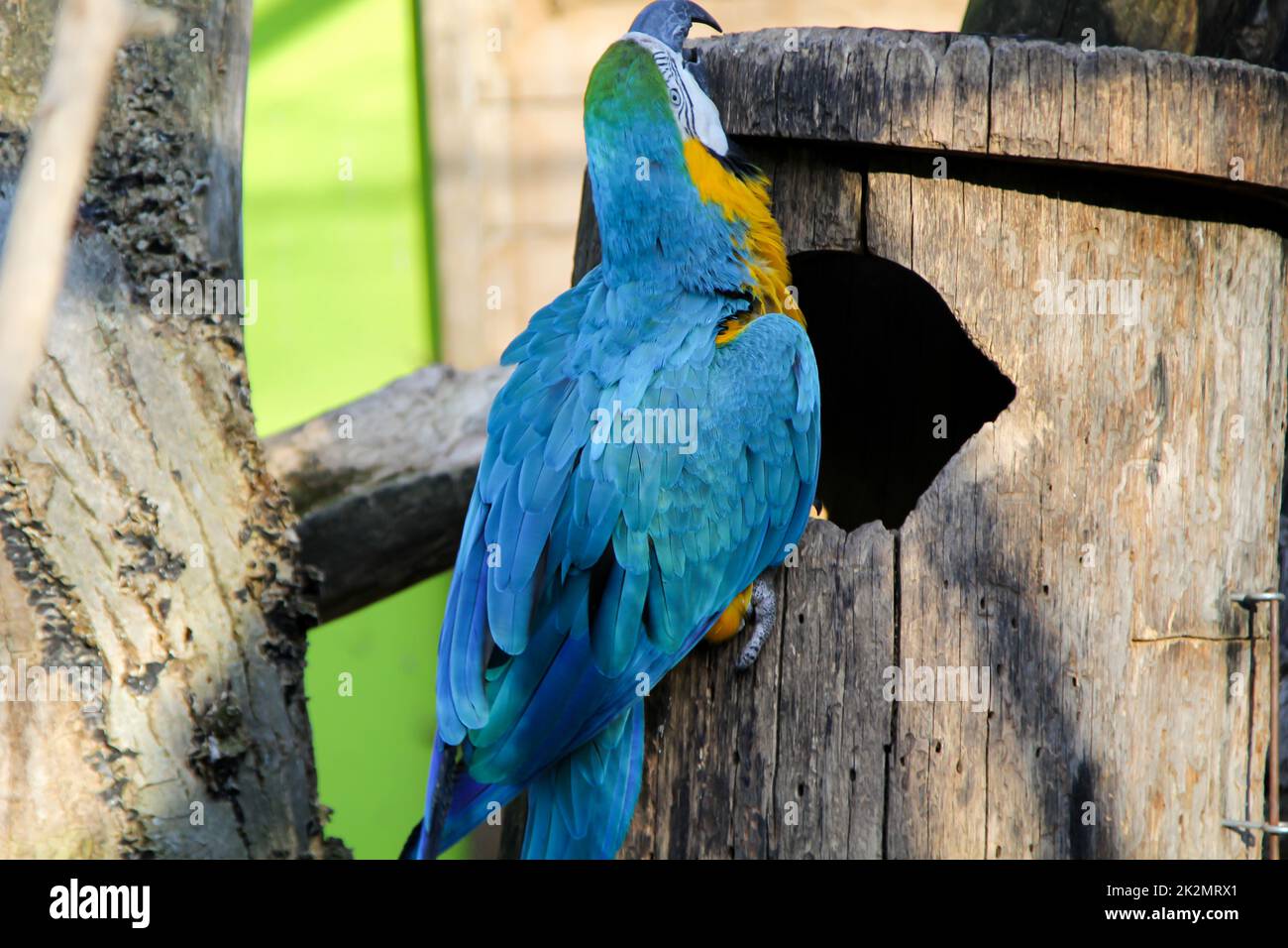 A blue macaw sits at its breeding tree in an aviary Stock Photo - Alamy