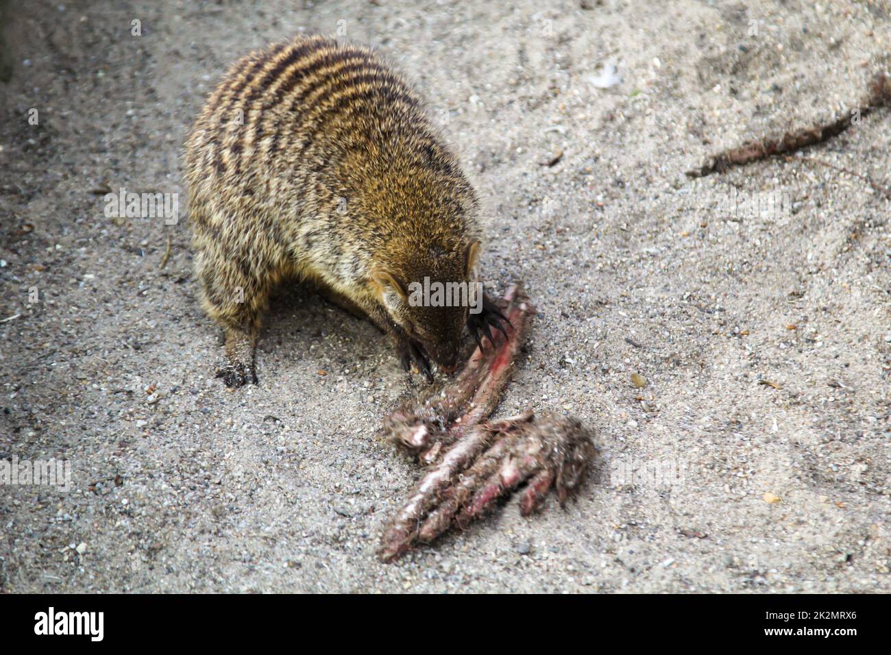 A kind of coati eating meat scraps Stock Photo - Alamy