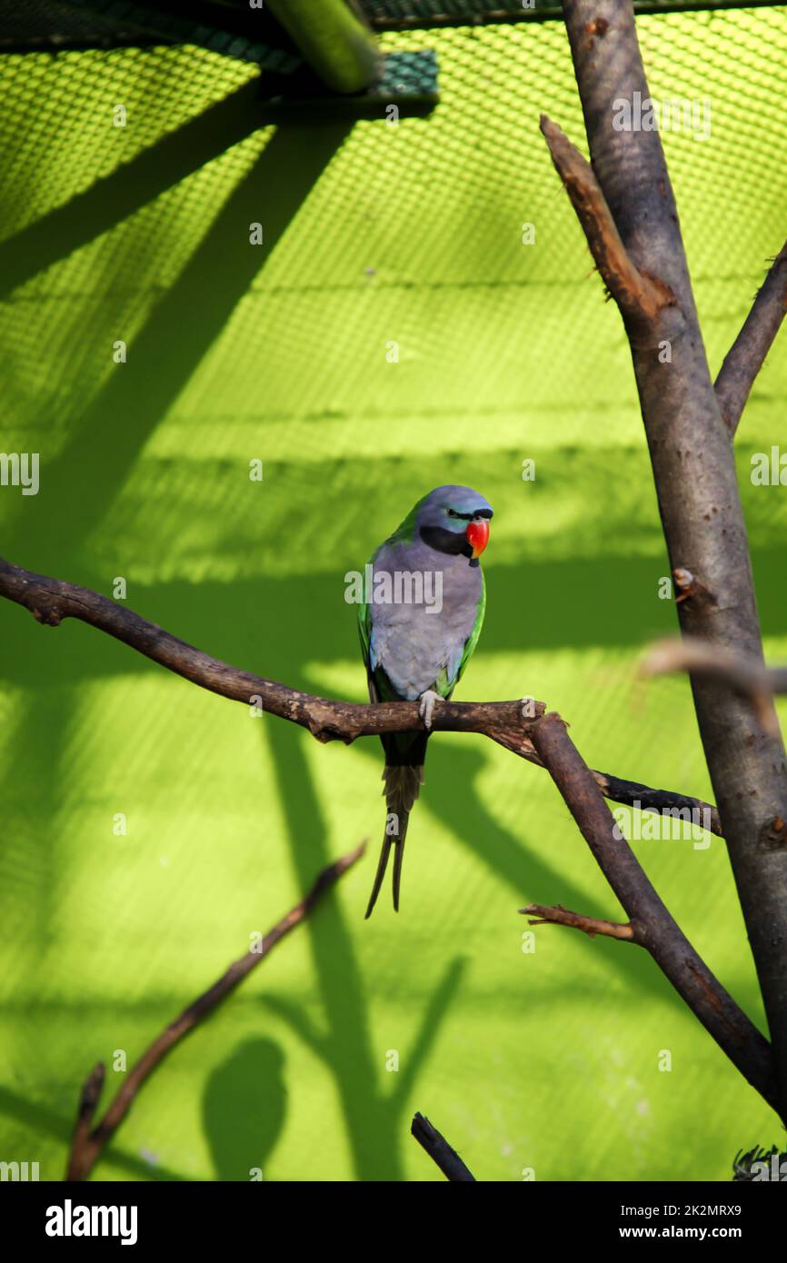 Parrot in an aviary. Parrot birds with beautiful plumage Stock Photo ...