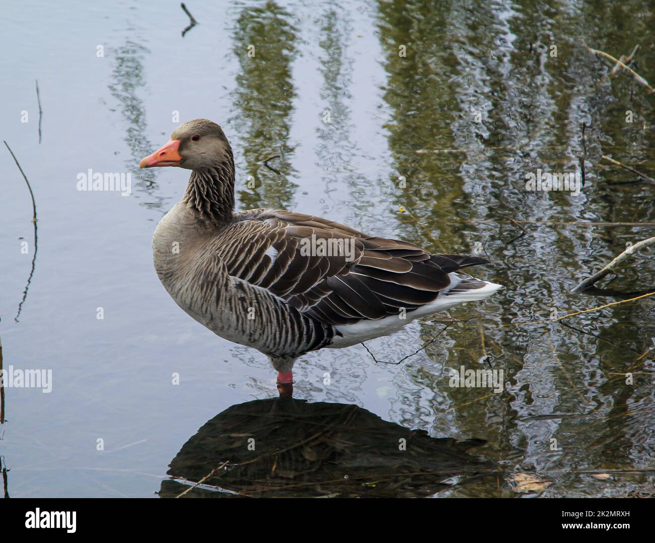 A portrait of a gray goose on a lake Stock Photo - Alamy