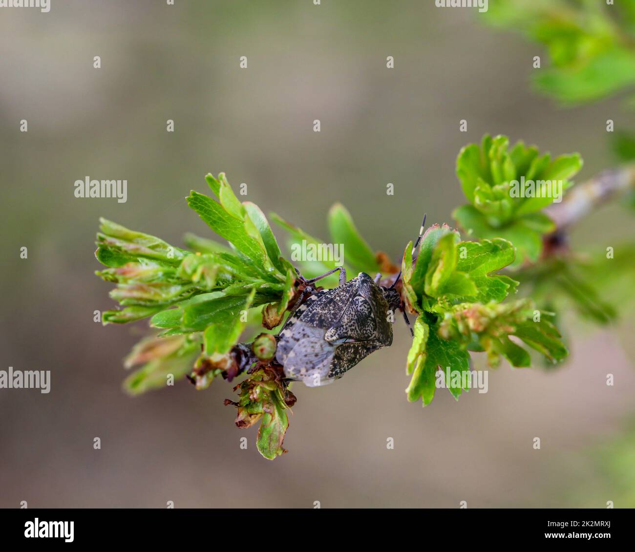 Close up of a gray garden bug, Rhaphigaster nebulosa on a plant Stock ...