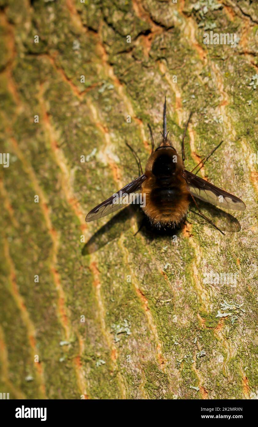 Large woolly hawk moth, Bombylius major on a tree trunk Stock Photo - Alamy