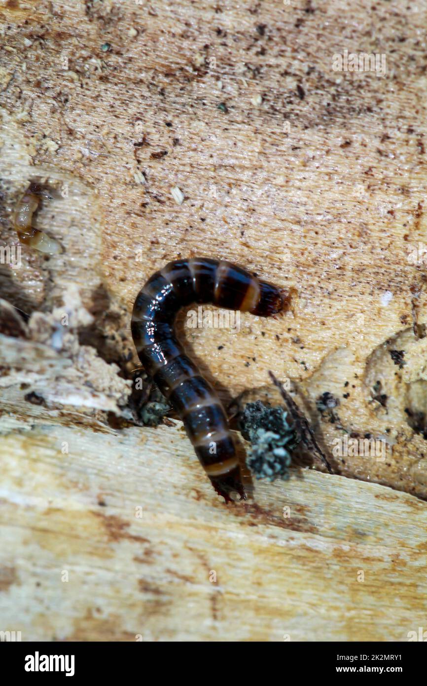 Close-up of a larva of a firefly, a short-winged moth Stock Photo - Alamy