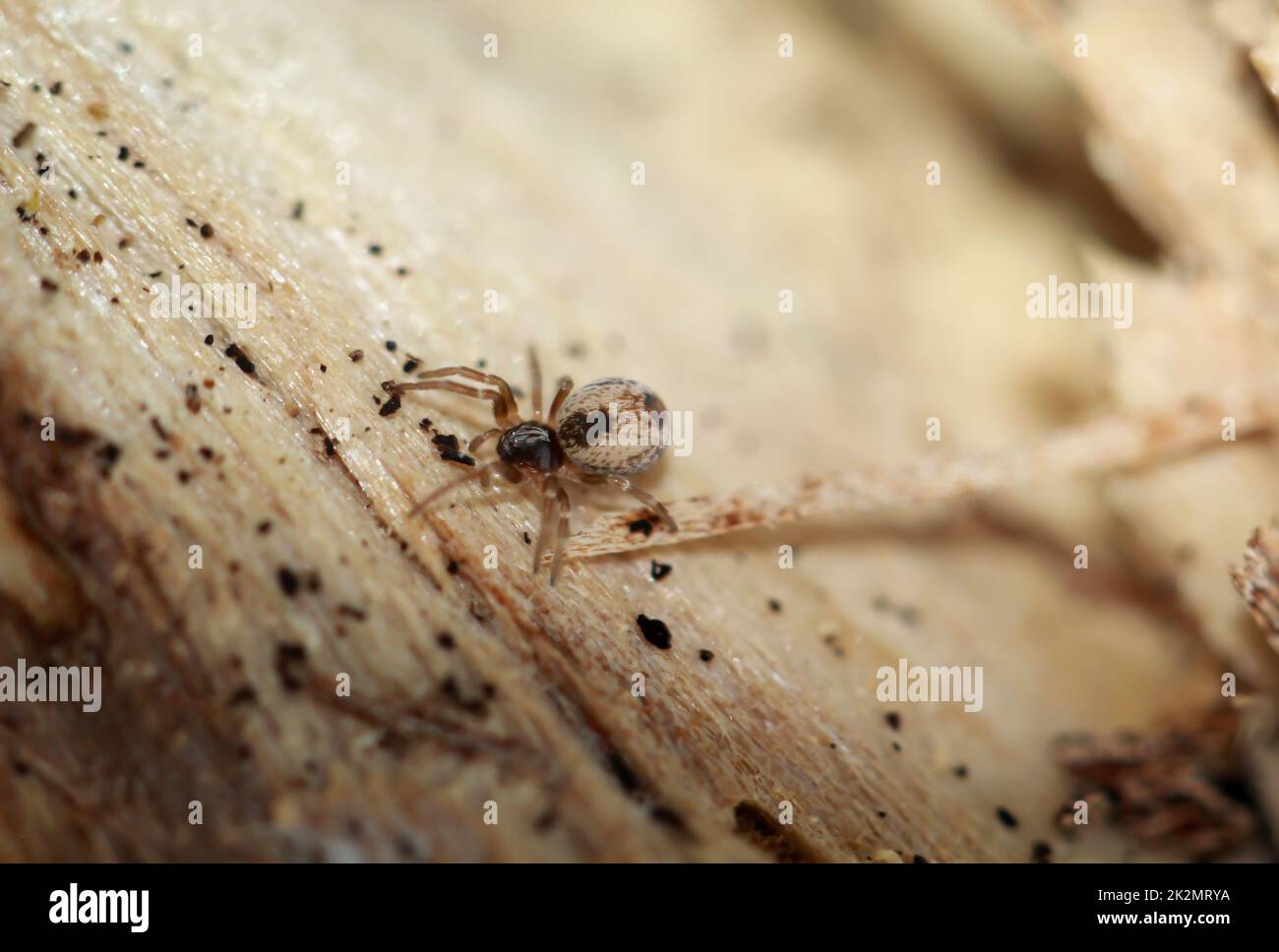 Close up of a hedge spider, (Dictyna) on a piece of wood Stock Photo ...