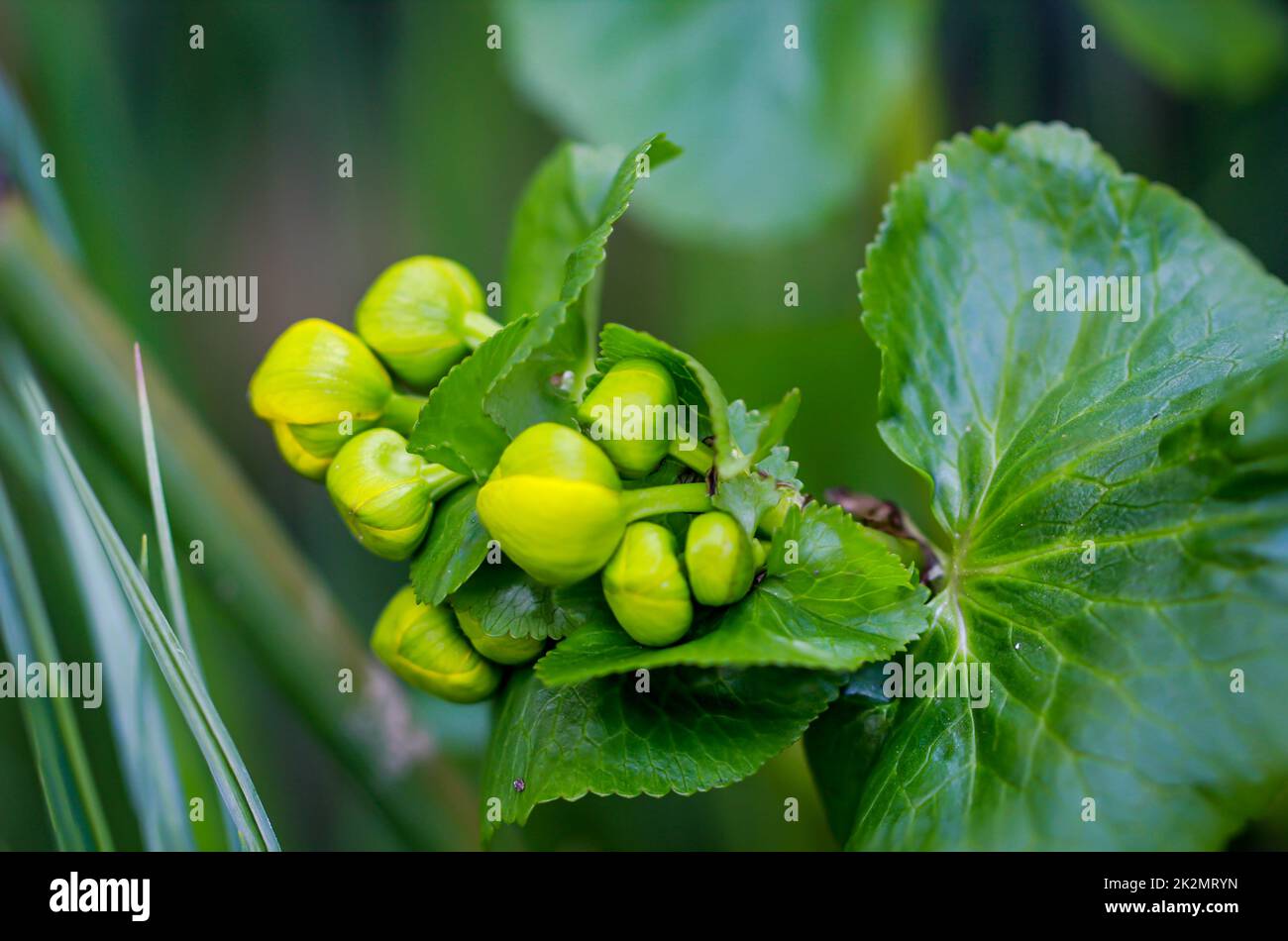 Close up of a marsh marigold. The flowers of a marsh marigold Stock ...