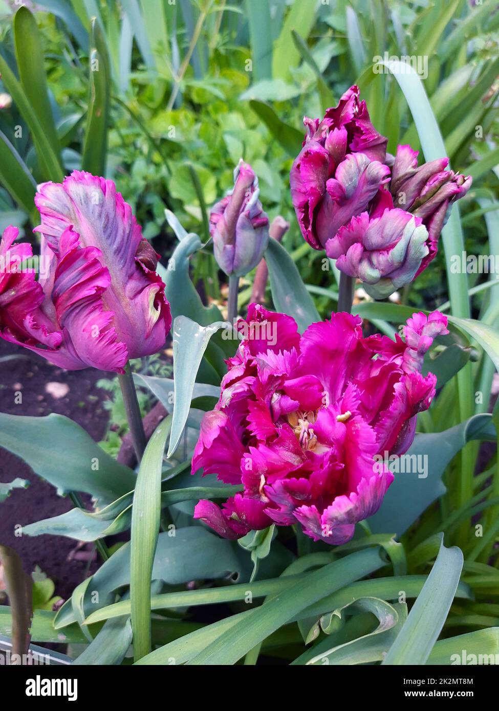 Parrot tulips close up Stock Photo - Alamy