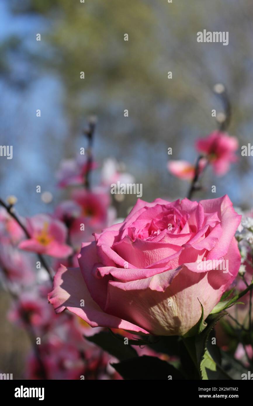 Pink wedding hi-res stock photography and images - Alamy