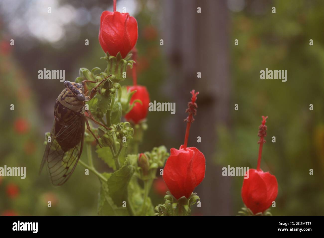 Cicada Insect on Turk's Cap Flower Outdoors in Garden Stock Photo - Alamy