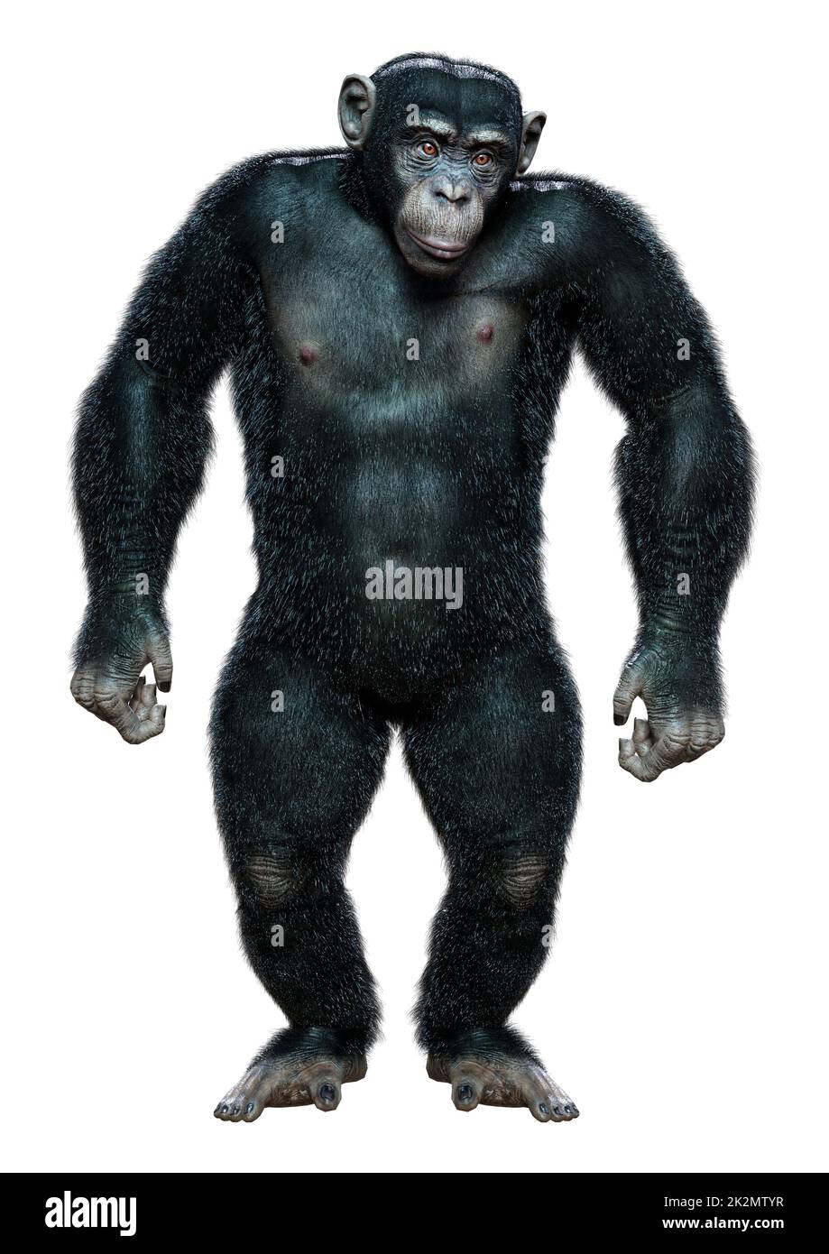 Chimpanzee standing isolated hi-res stock photography and images - Alamy