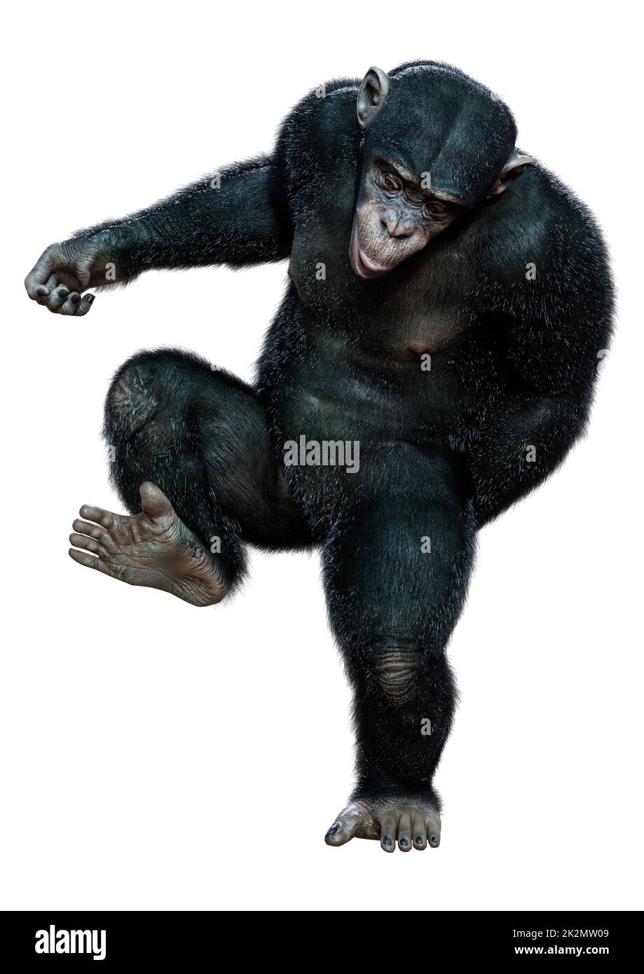 Chimpanzee black and white hi-res stock photography and images - Alamy