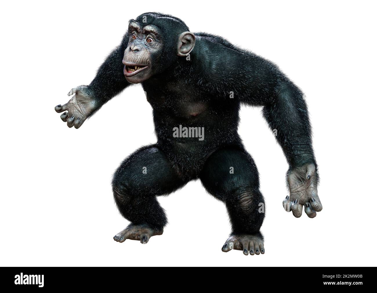 Chimpanzee black and white hi-res stock photography and images - Alamy