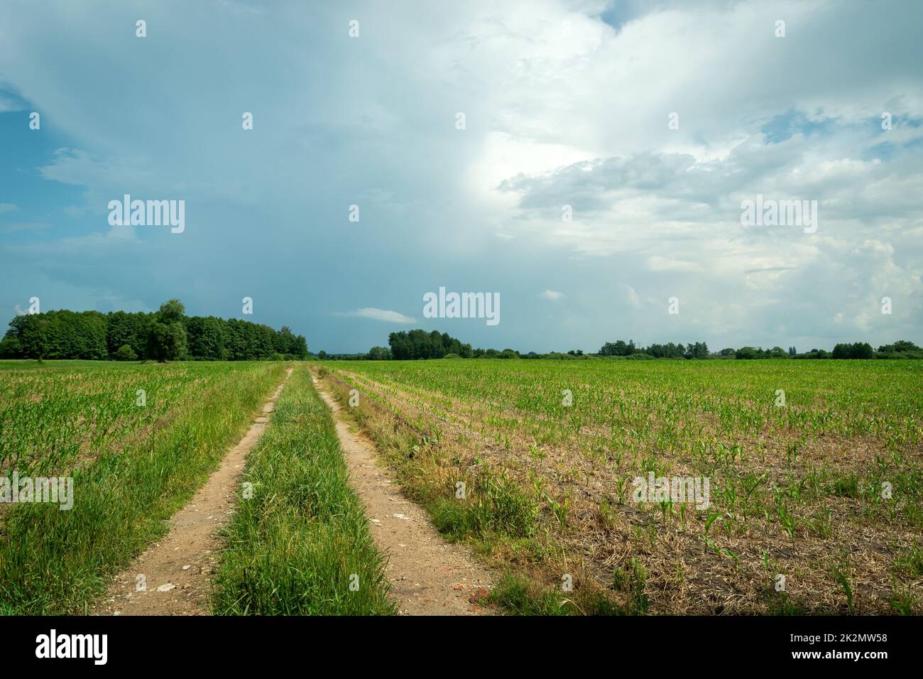 Rural road through the fields with young corn Stock Photo - Alamy