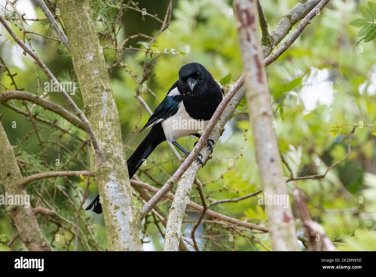 Magpie in tree hi-res stock photography and images - Alamy