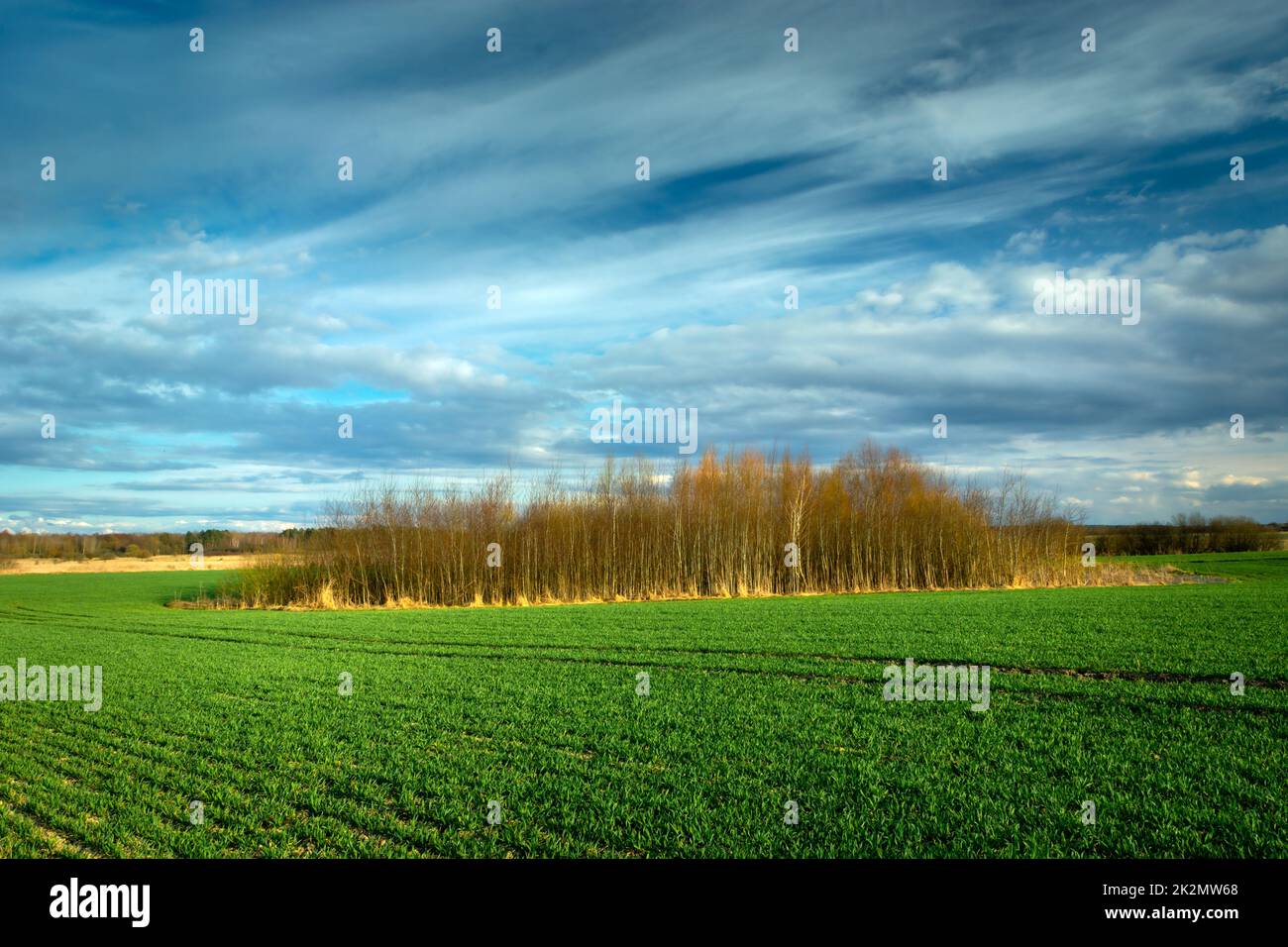 Trees growing in the middle of a farmland Stock Photo - Alamy