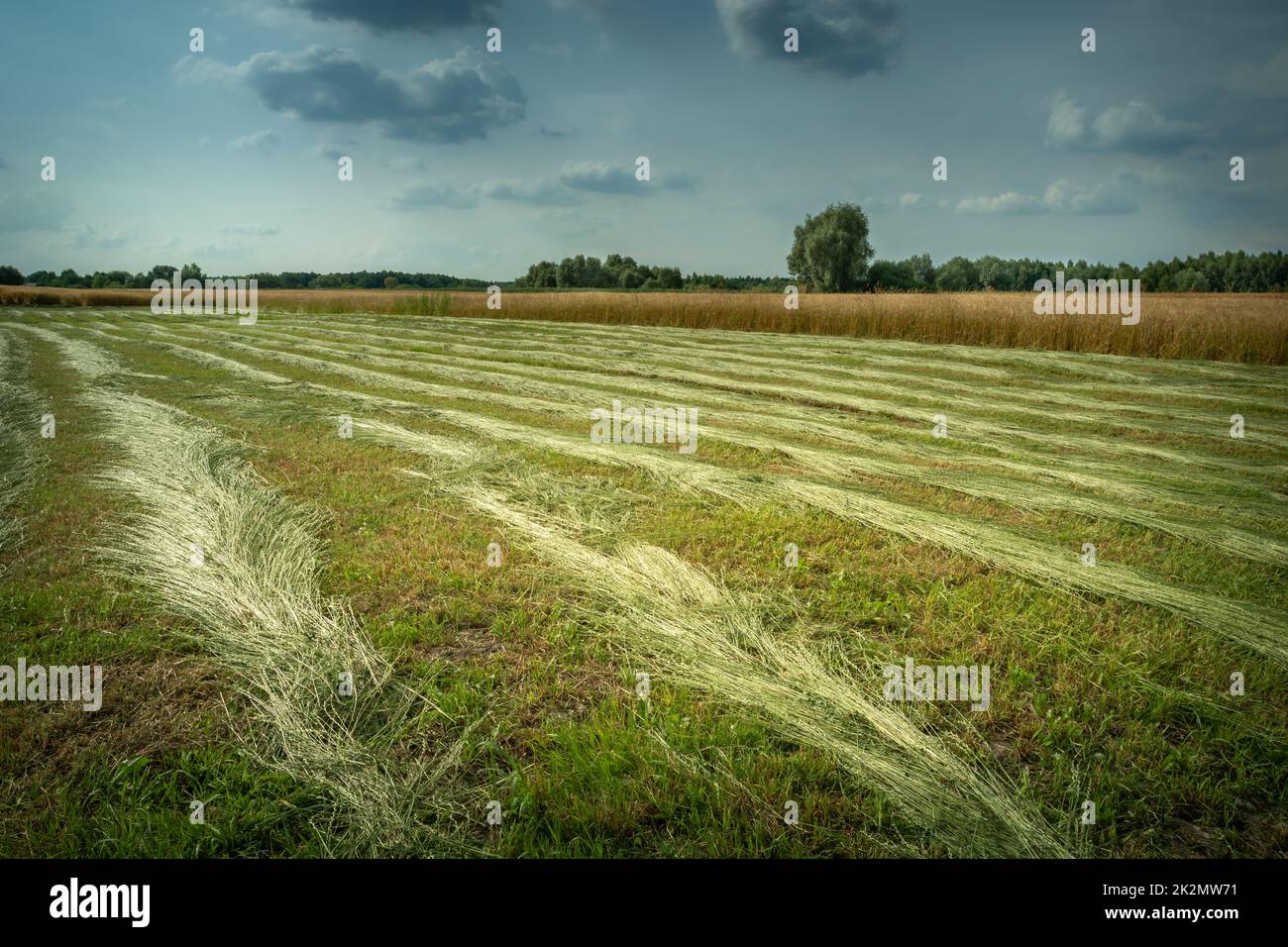 Grass mowed hi-res stock photography and images - Alamy