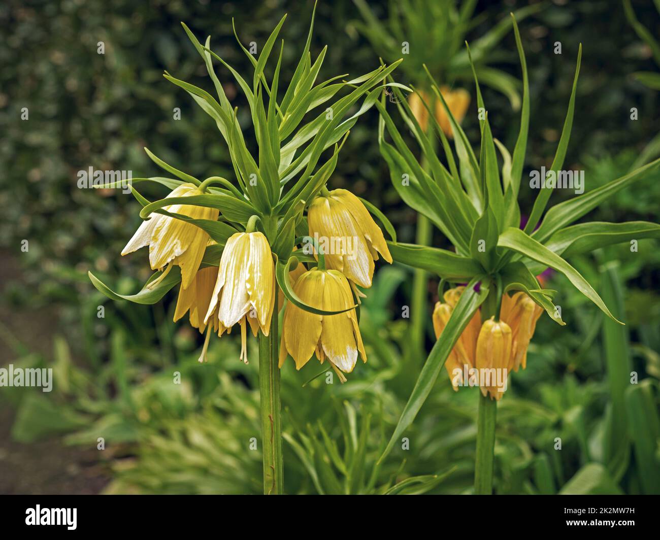 Crown imperial Fritillaria imperialis Lutea Maxima yellow flowers Stock ...
