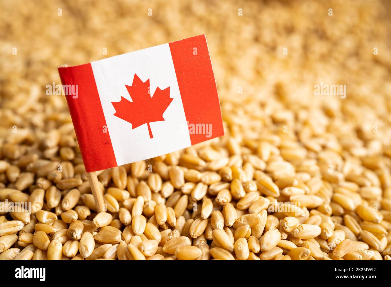 Grains wheat with Canada flag, trade export and economy concept Stock ...
