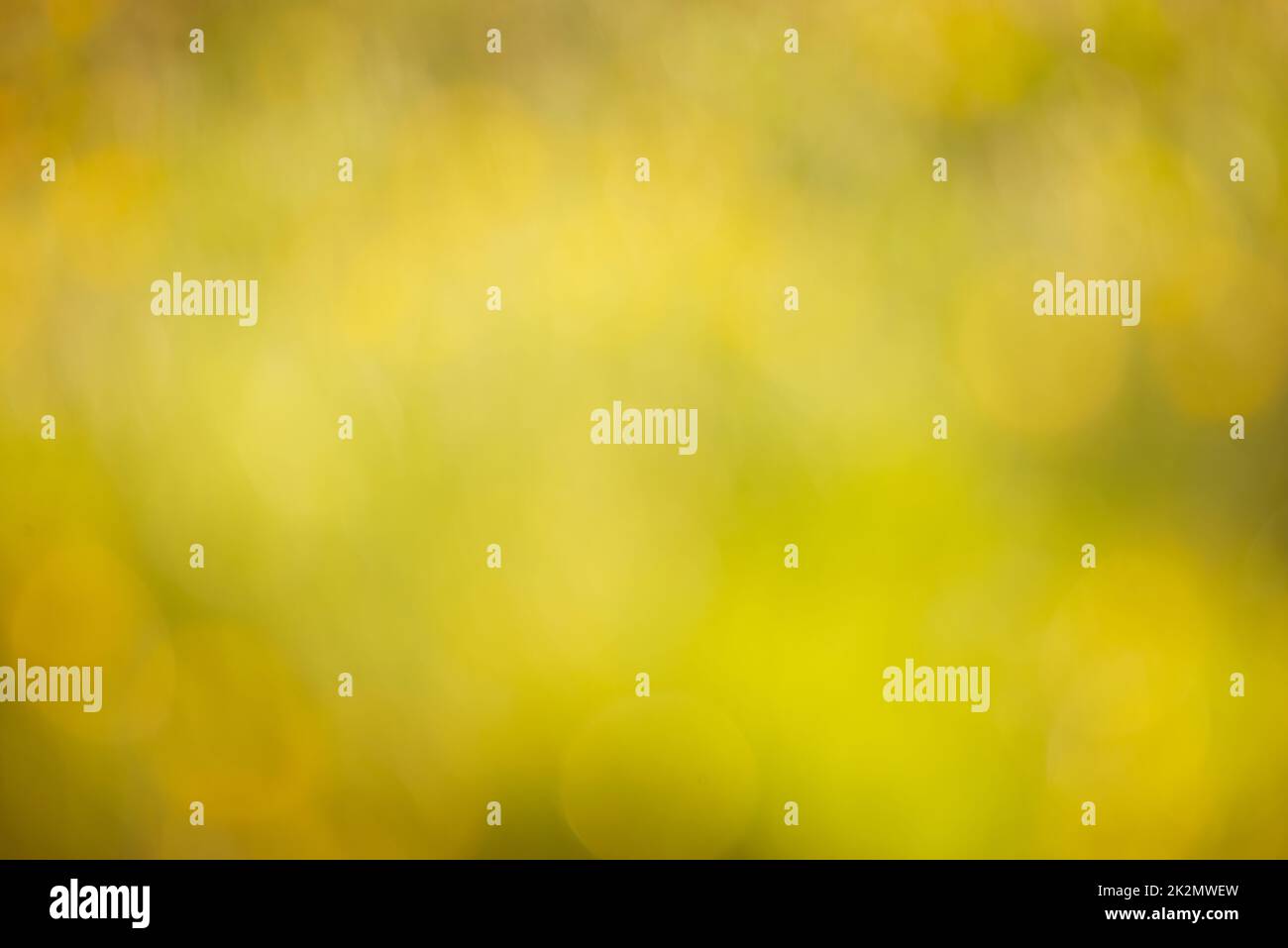 Soft blurred yellow and green colored background, spring and summer ...