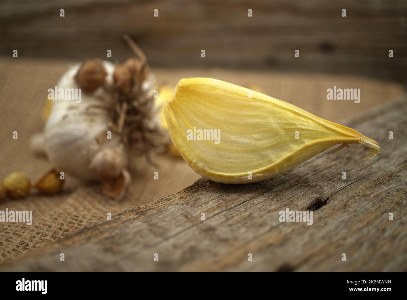 Elephant garlic garlic bulb, corms and cloves Stock Photo - Alamy