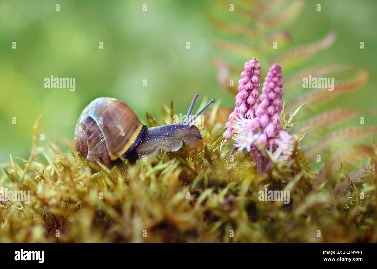 Garden snail shell hi-res stock photography and images - Alamy