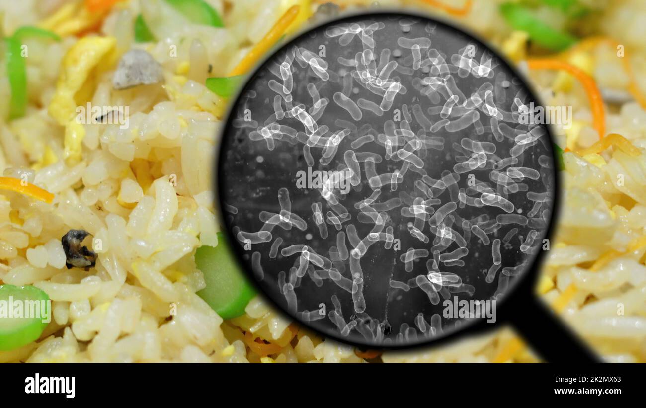 Searching for rice hi-res stock photography and images - Alamy