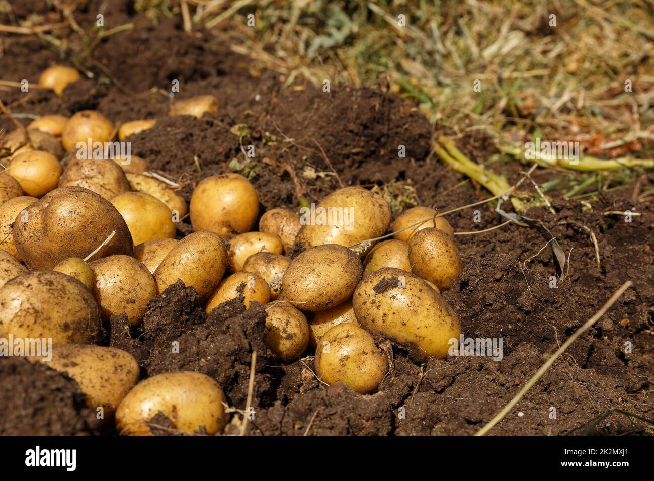 Pile of newly harvested potatoes on field. Harvesting potato roots from ...