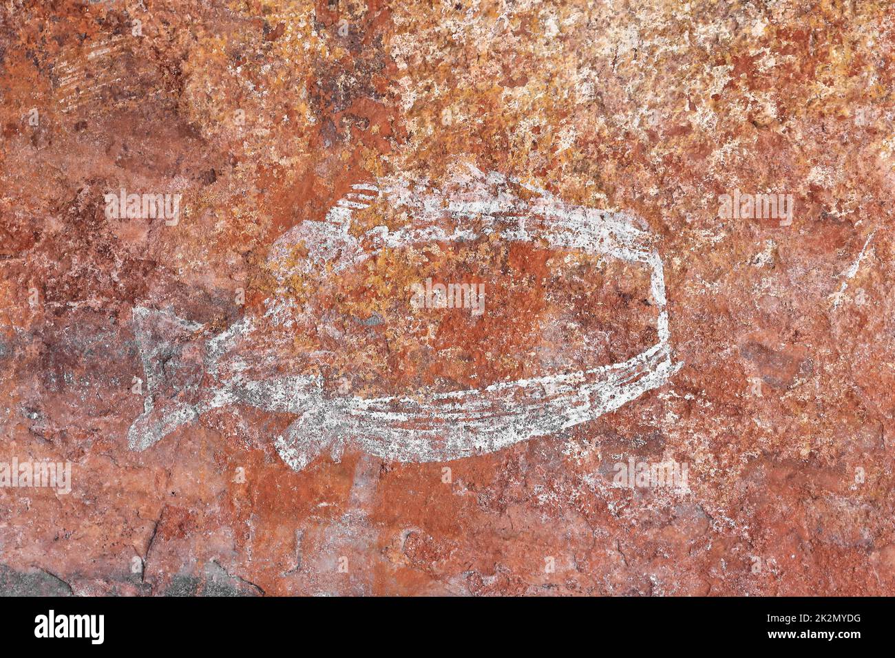 Aboriginal rock art: beheaded fish outlined in white-Namarrgarn Sisters Gallery. Ubirr-Kakadu ...