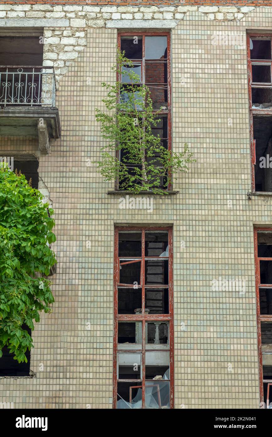 Broken windows of an old building and young trees growing on the ruins ...
