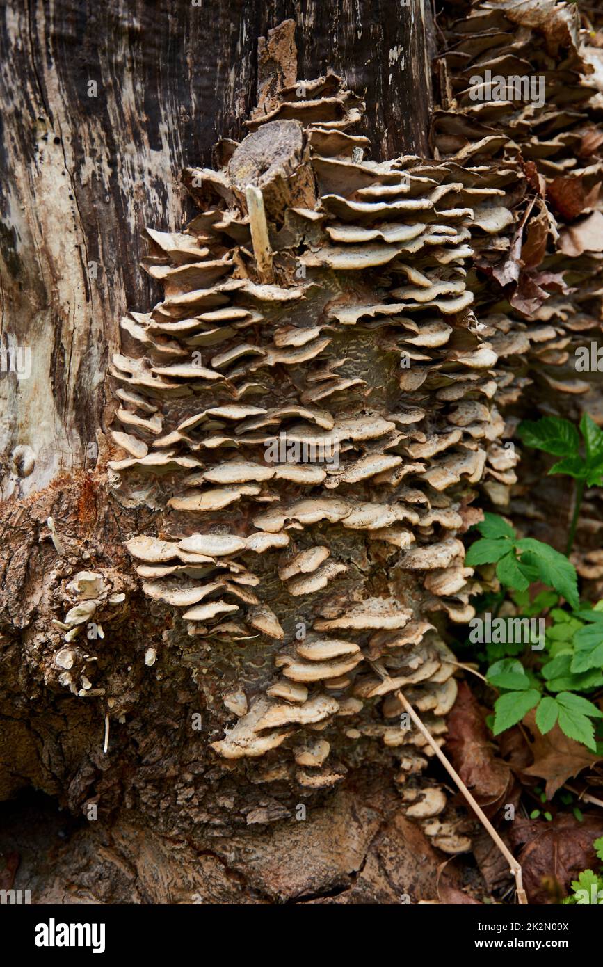 tree fungus on a dead tree trunk Stock Photo - Alamy