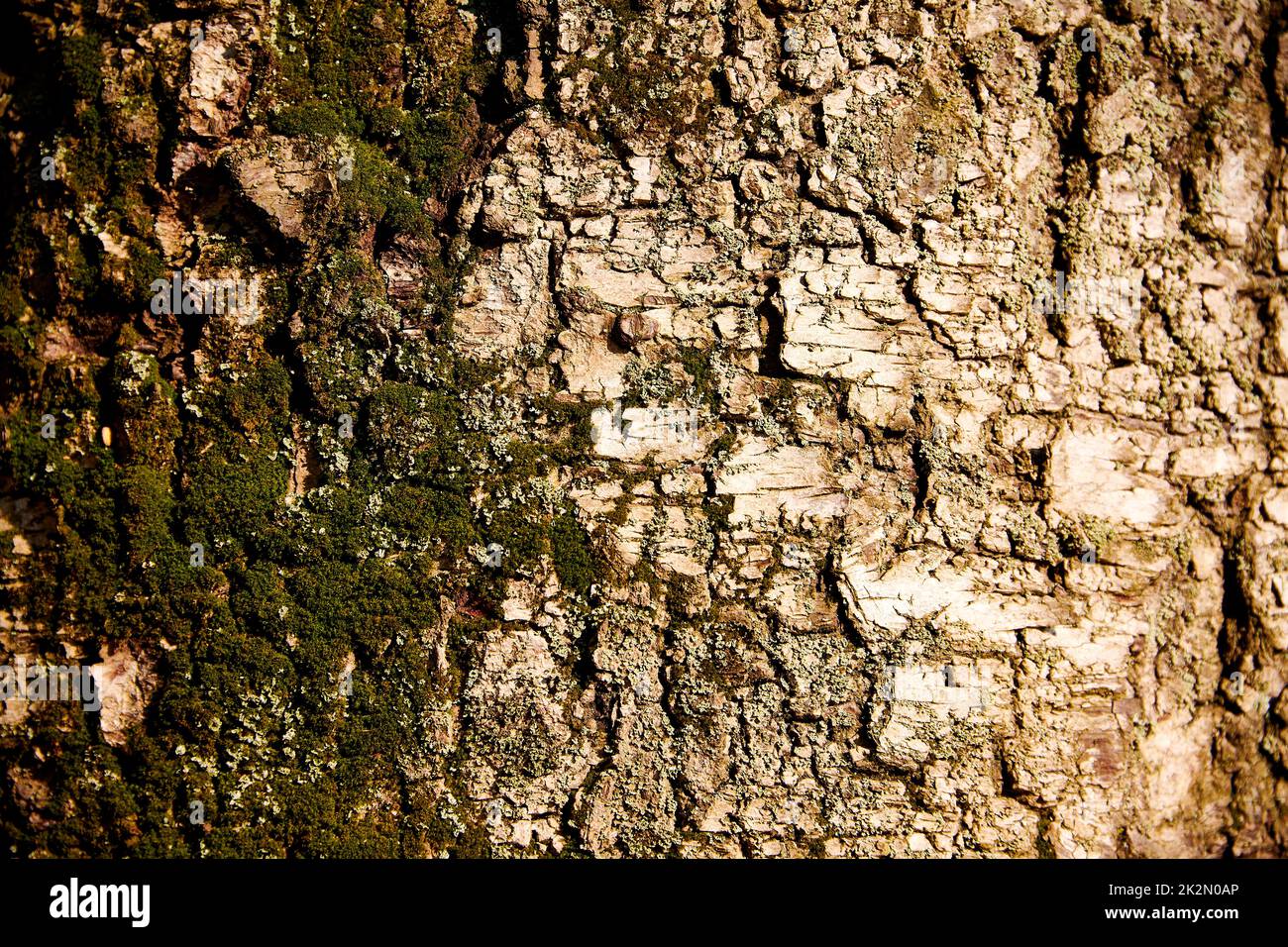 Parts of tree with mosses in forest Stock Photo - Alamy