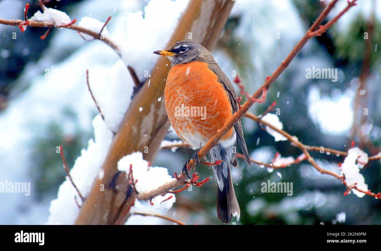 Branches wildlife hi-res stock photography and images - Alamy