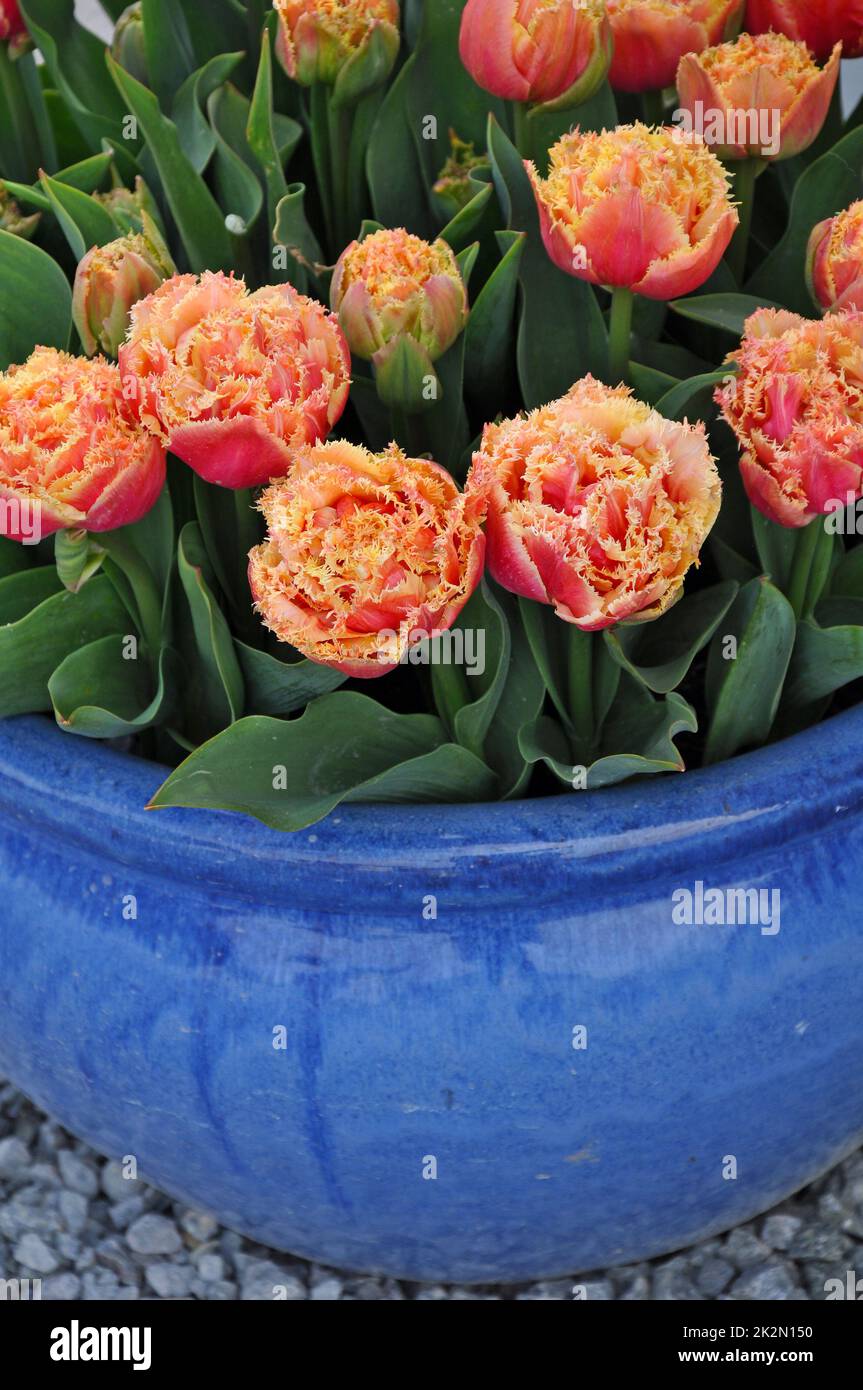 Orange fringe tulips Stock Photo - Alamy