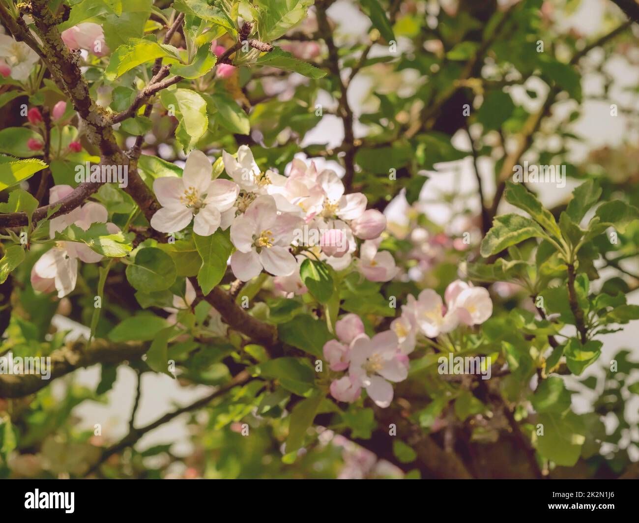 Pink apple blossom on a tree branch Stock Photo - Alamy
