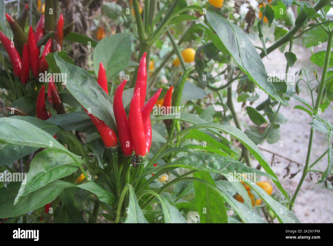 Asian Hot Pepper from Korea Shallow DOF Stock Photo - Alamy